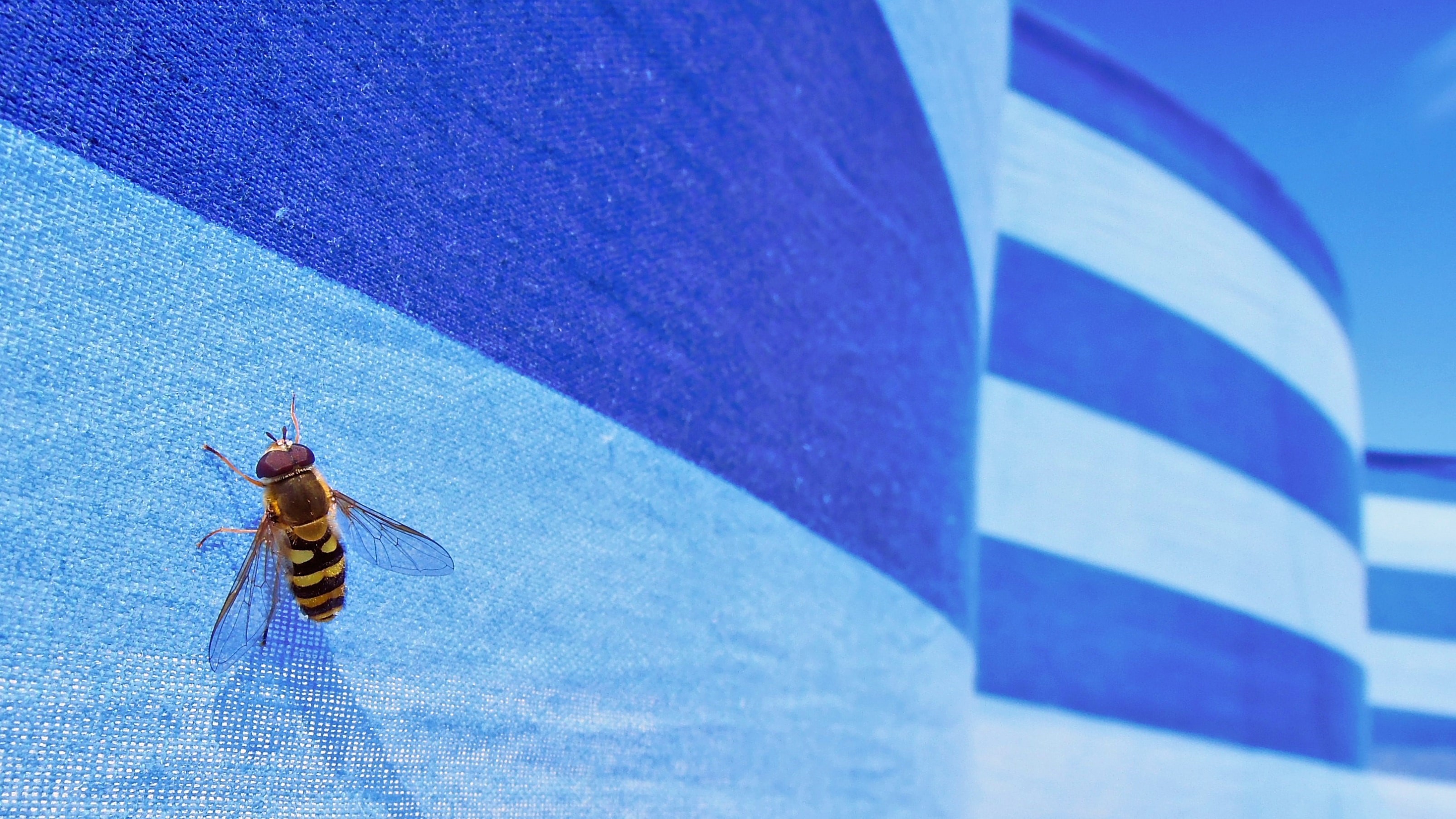 Τι πρέπει να γνωρίζουμε για το τσίμπημα από μέλισσα ή σφήκα; – ΕΔΑΕ ...
